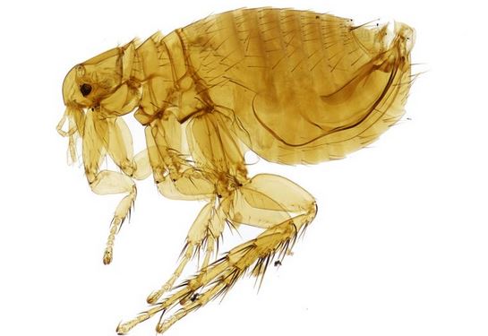 How Many Different Types of Fleas are There?